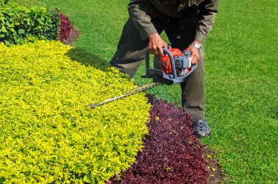 Expert Bush Trimming Services for Neat and Healthy Landscapes